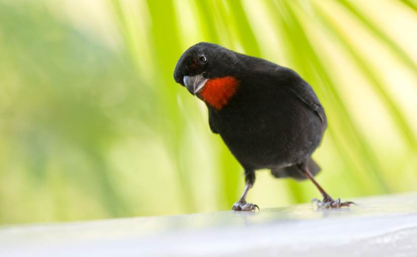 Incubator: The Birds – Bernie Sumption's Blog